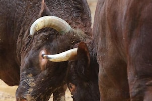 Close-up da cabeça de um touro com chifres grandes e destacados.