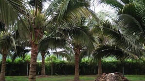 Um jardim tropical com palmeiras, um monte de galhos cortados e uma lixeira azul.