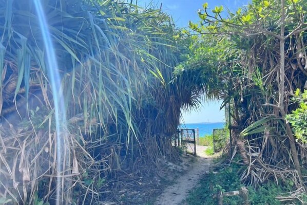 Uma trilha estreita cercada por vegetação densa, que leva a uma praia.