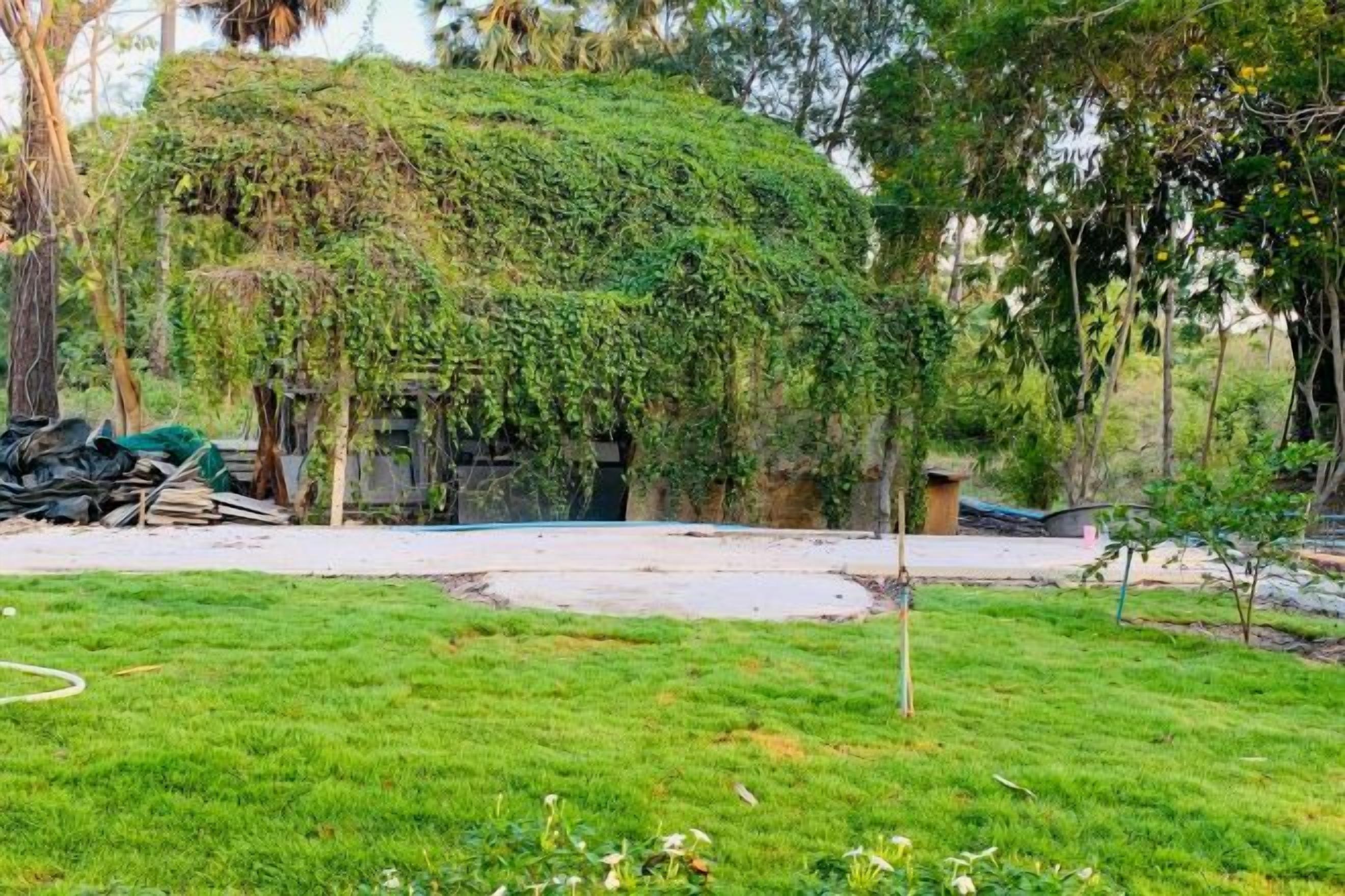 Uma área gramada com um edifício parcialmente coberto por hera, um caminho pavimentado e uma pequena construção ao fundo.