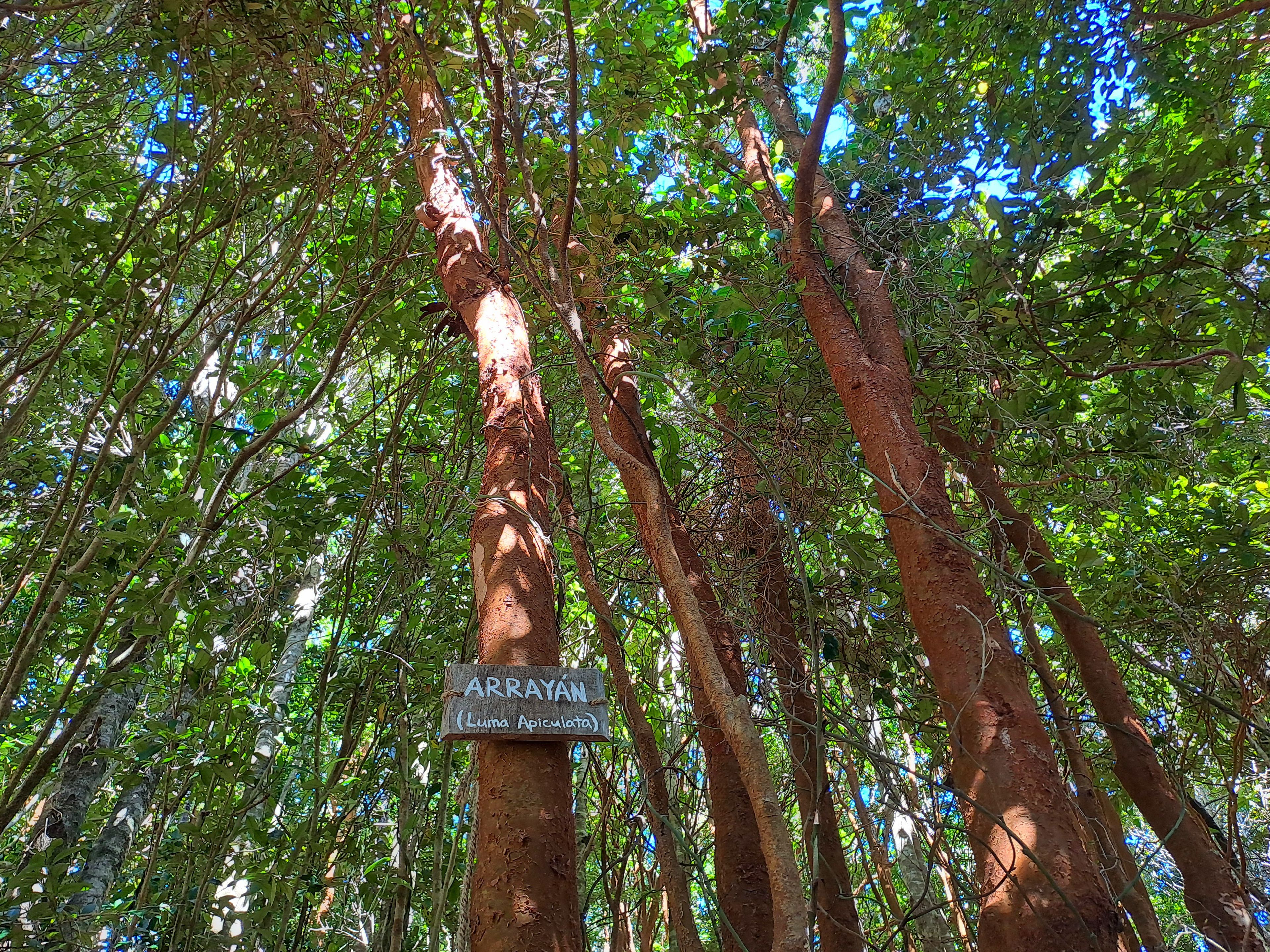 Uma árvore com uma placa indicando que se trata de um Arrayan (Luma Apicalata).
