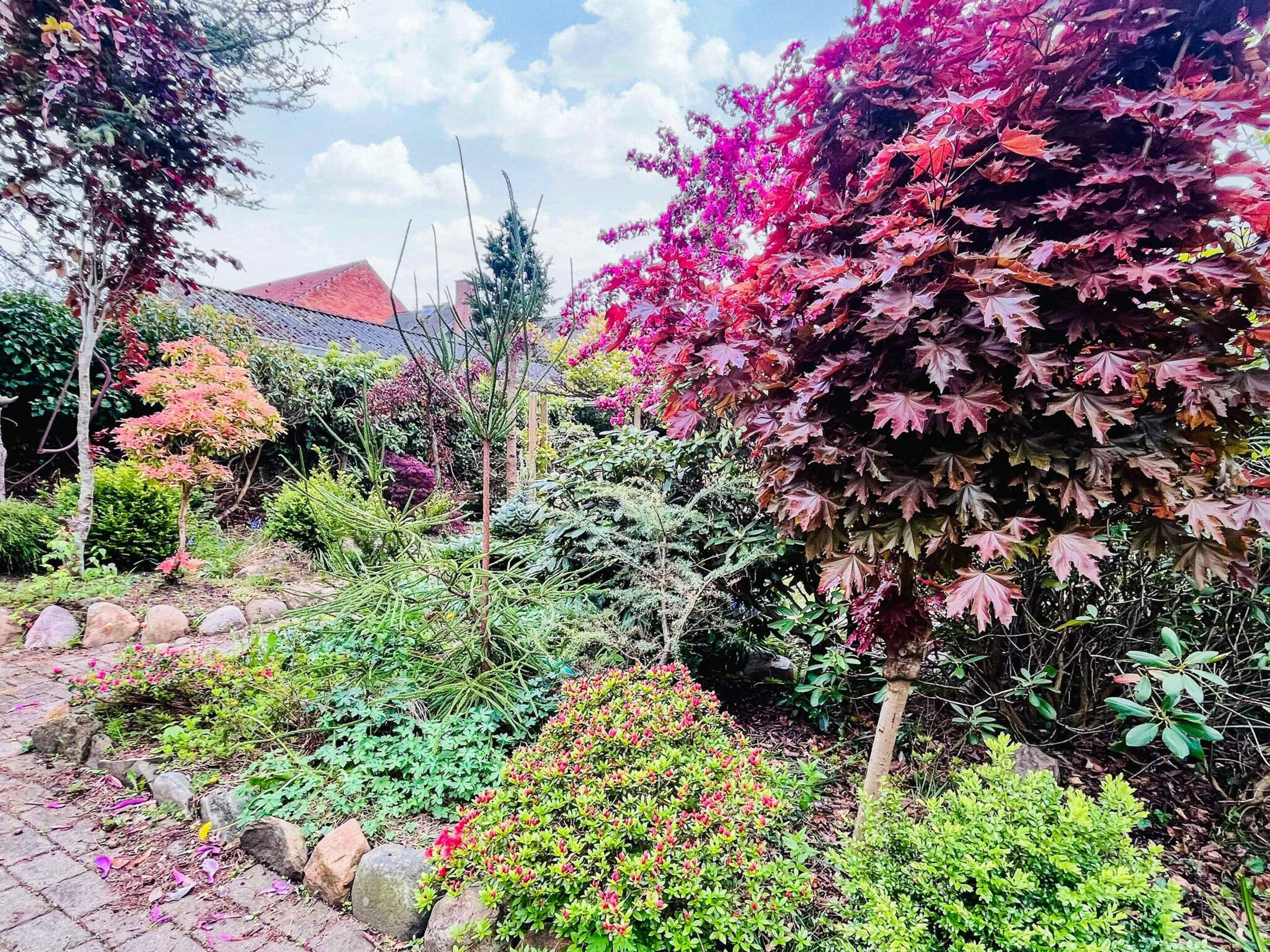 Um jardim com diversas plantas e um caminho.