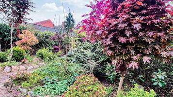 Um jardim com diversas plantas e um caminho.