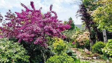 Um jardim com diversas plantas e um céu claro.
