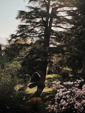 Uma grande árvore em um jardim com arbustos e flores variadas.