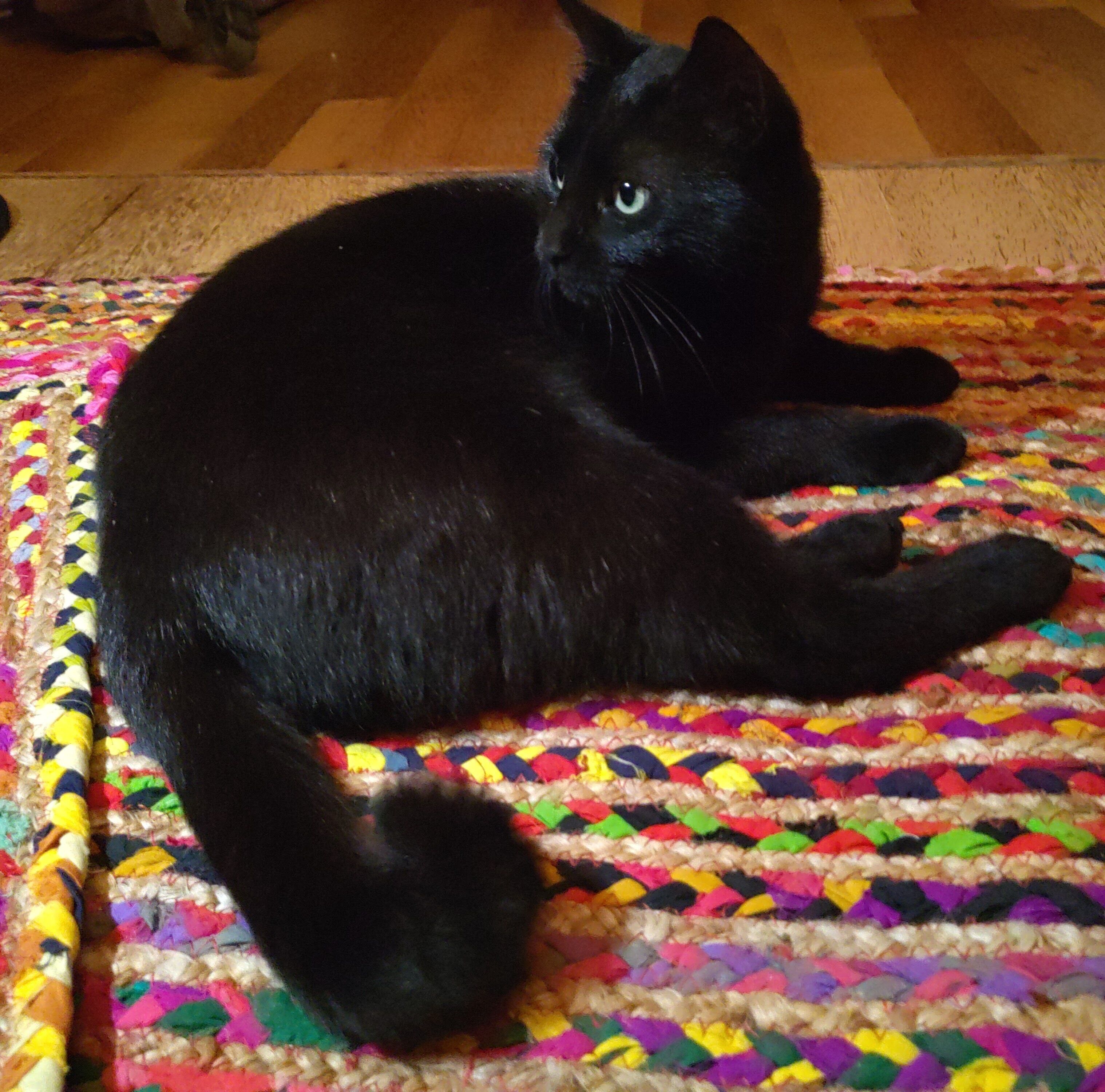 Um gato preto deitado sobre um tapete colorido.