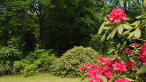 Um jardim com diversos arbustos verdes e um destaque para um arbusto com flores rosa.