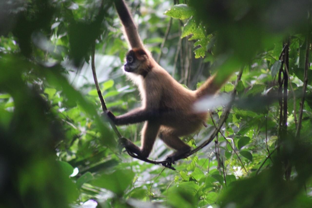 Um macaco em uma área arborizada.