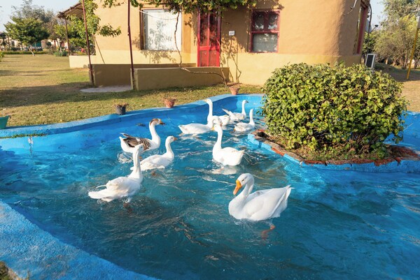 Arise Rustic Village Resort - Gurugram