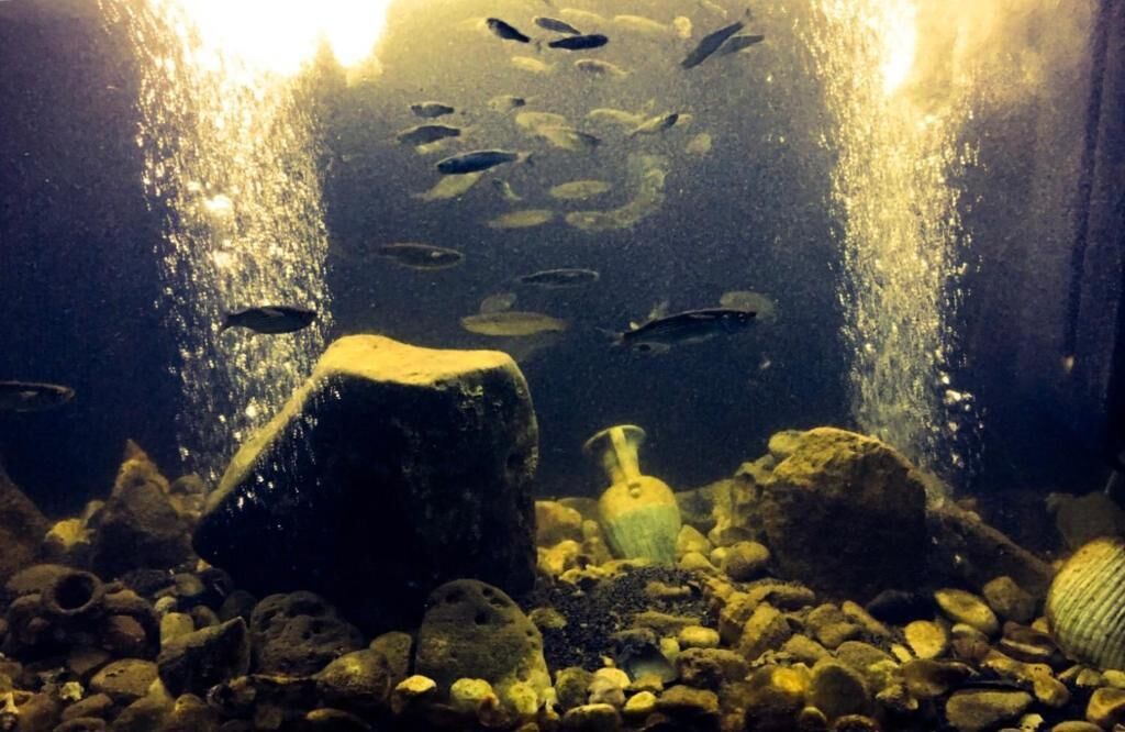 Um aquário com vários peixes nadando ao redor de rochas e uma grande rocha central.