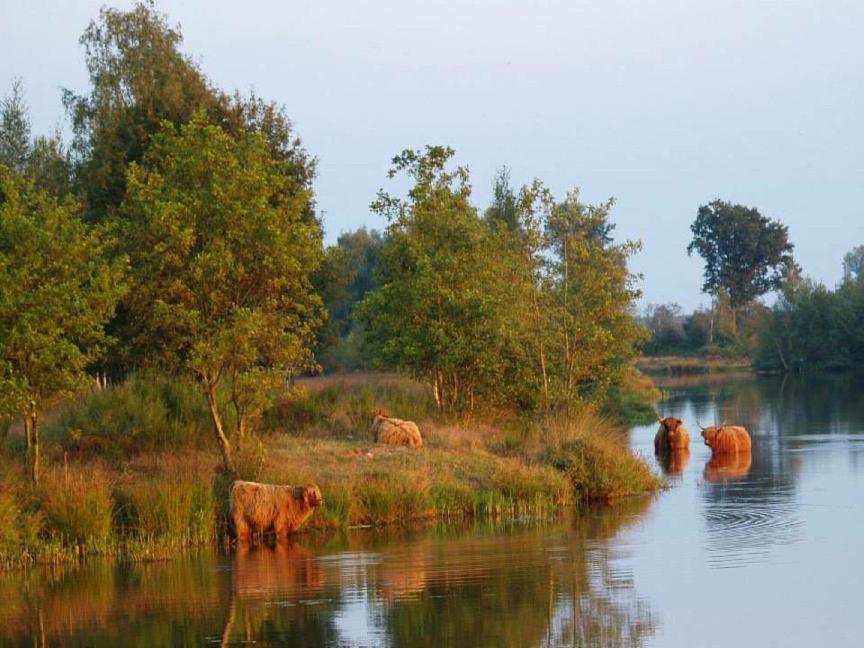 Cena serena à beira do lago, com árvores e vacas pastando perto da margem.