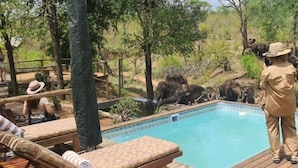 Área de piscina com espreguiçadeiras e deck com vista para um habitat natural com elefantes.