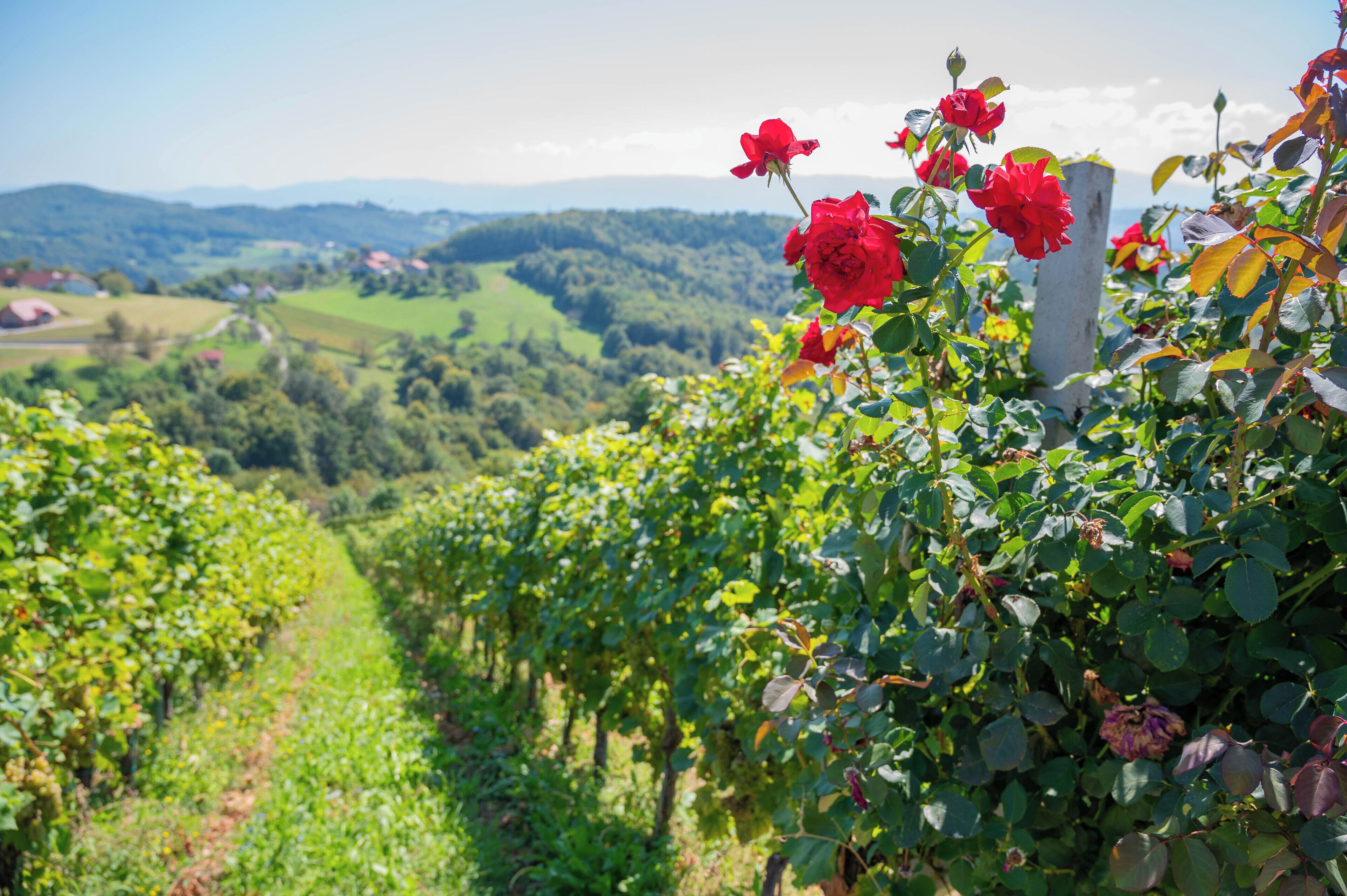 Vinhedo com fileiras de videiras e rosas vermelhas em plena floração.