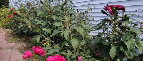 Pormenores do exterior