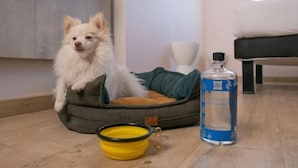 Um cão pequeno numa cama para animais de estimação, uma tigela amarela e uma garrafa de líquido azul sobre um piso de madeira.