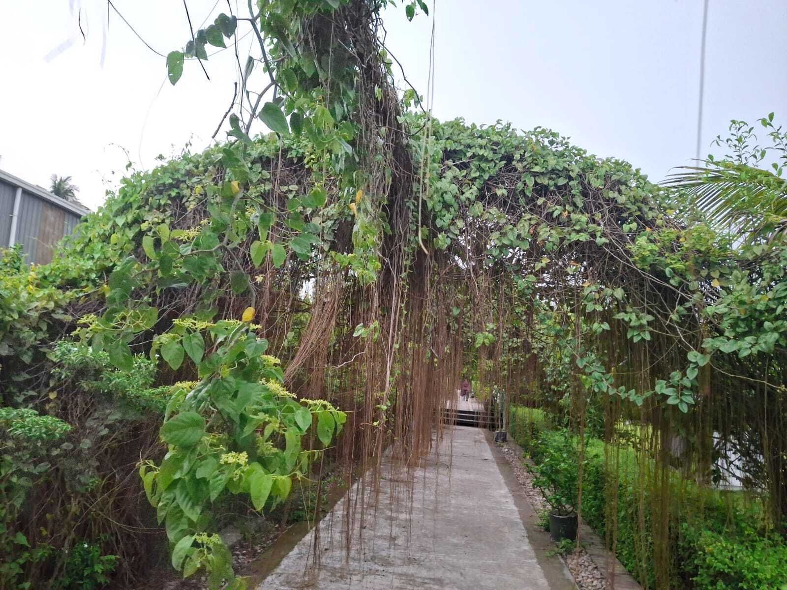 Uma trilha de concreto ladeada por vegetação densa e trepadeiras.