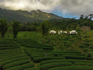 Jardim
