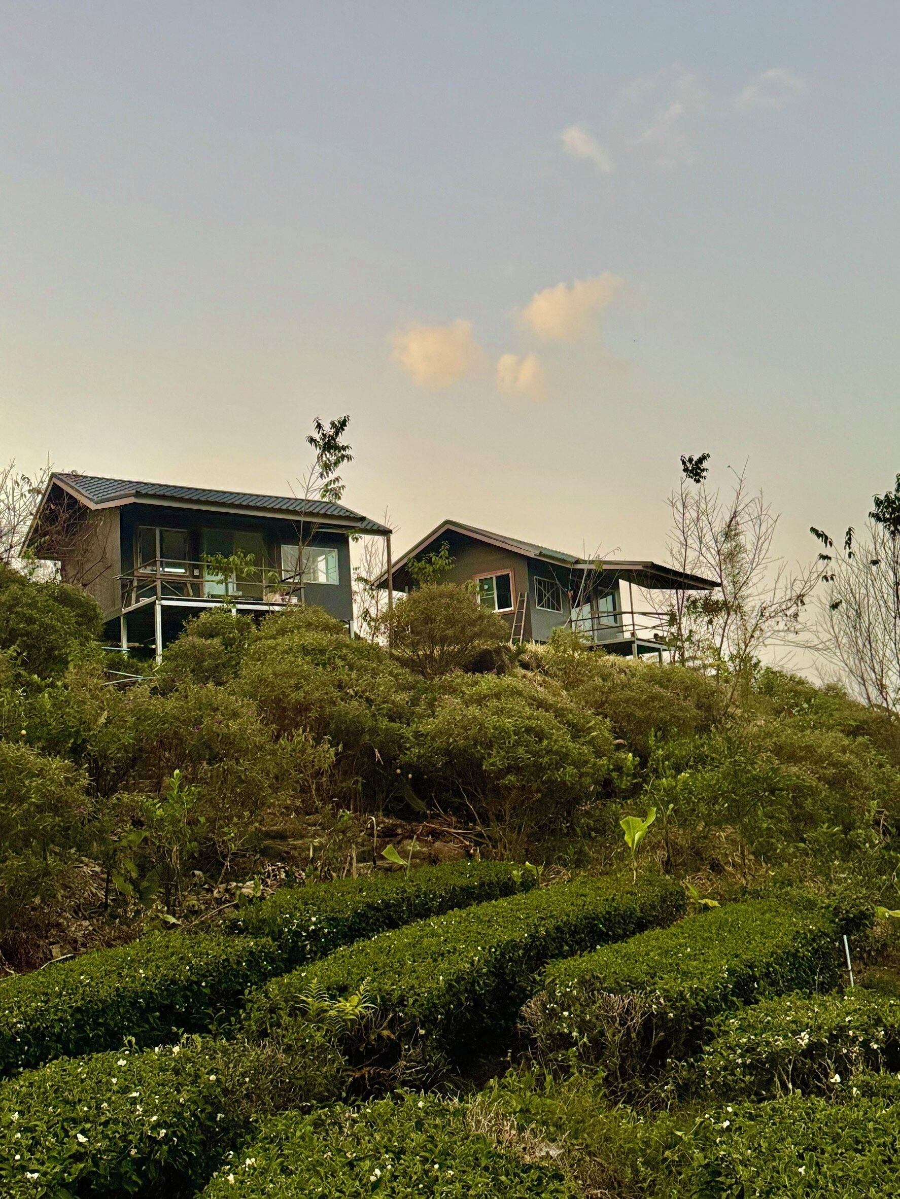 Jardim