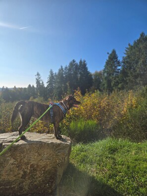 "Quiet, separate rear house - 2 beds & kitchen, 5 min to Frankfurt ...