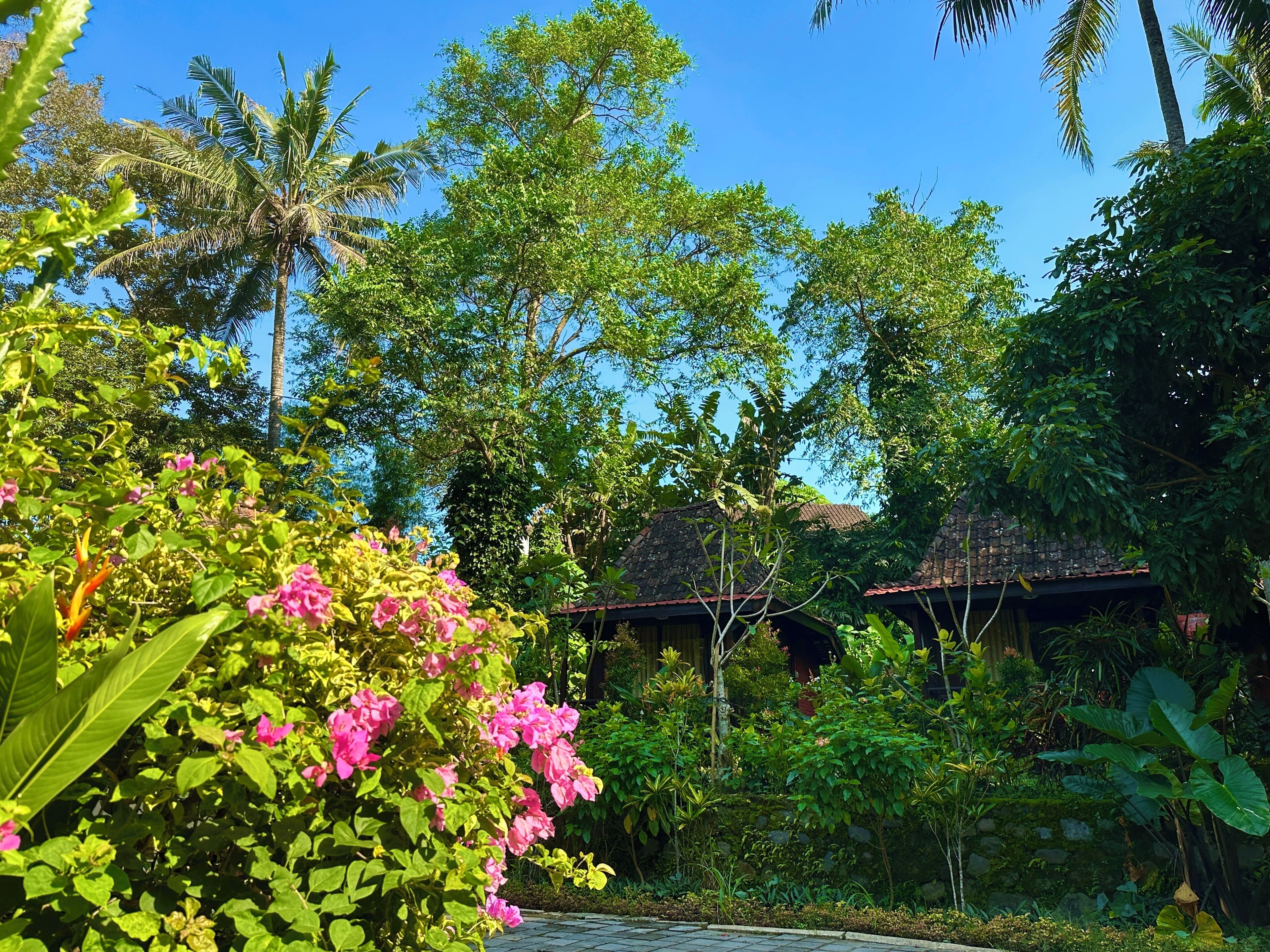 Um jardim exuberante com uma variedade de plantas e árvores, incluindo um arbusto de flores rosa em destaque.