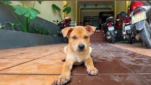Um filhote de cachorro deitado num chão de azulejos molhado, com uma motocicleta e um scooter estacionados ao fundo.