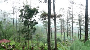 Uma floresta exuberante e verde com árvores altas e uma variedade de plantas.