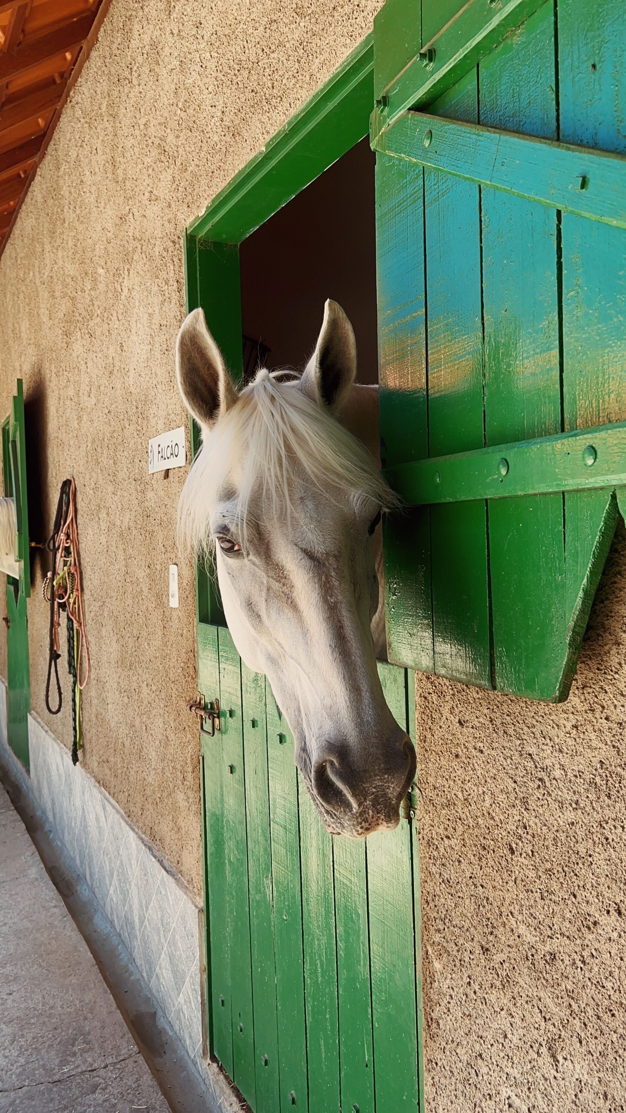 Cabeça de cavalo saindo de uma porta verde de estábulo.