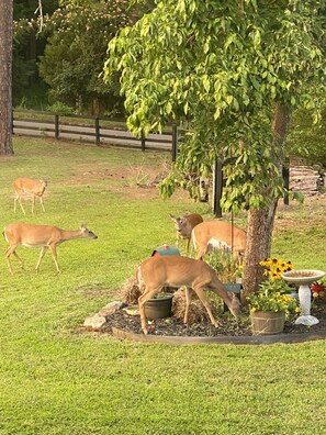 3-bedroom home on quiet road with horse farms Reviews, Deals & Photos ...