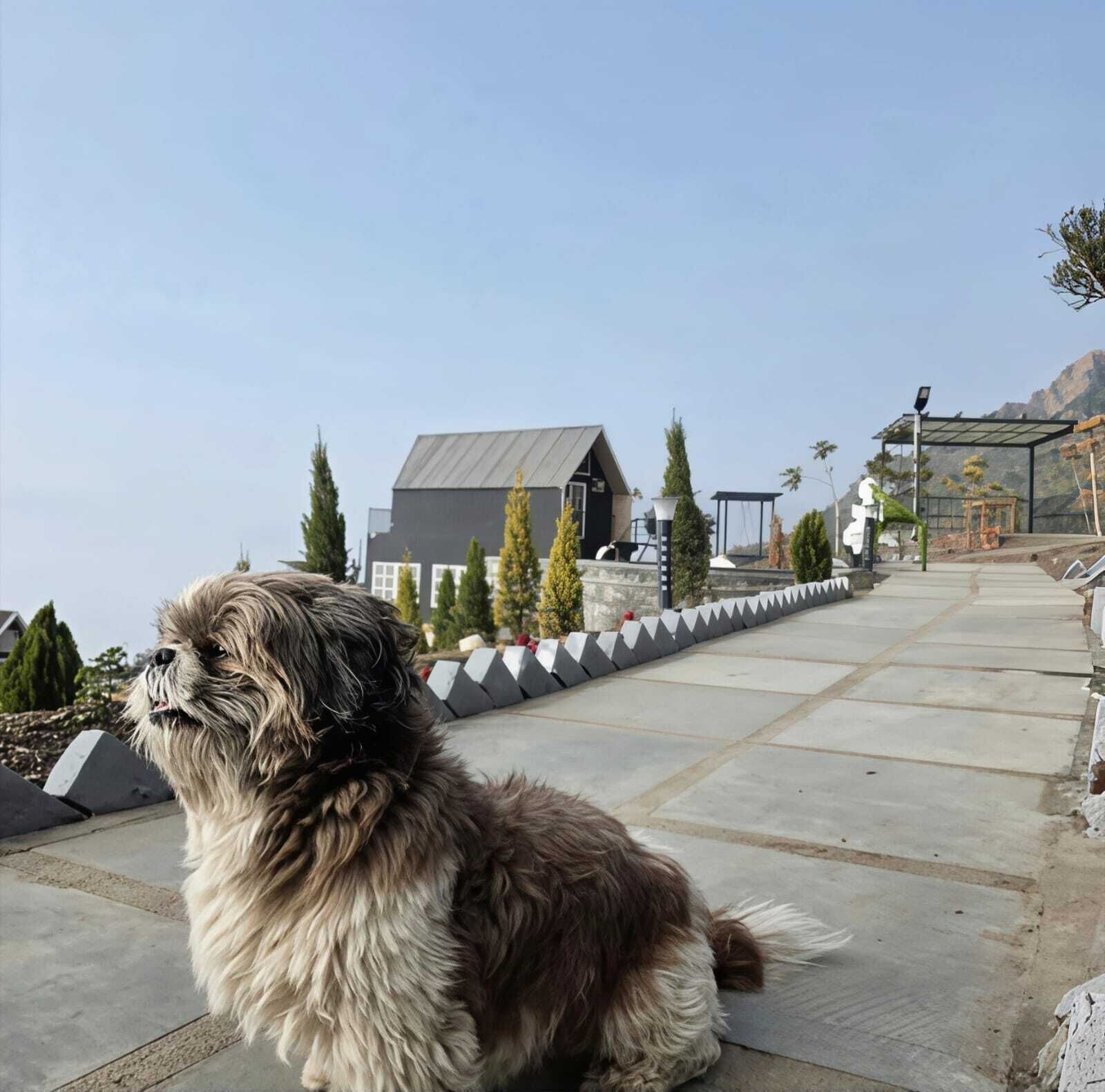 Um cão sentado numa passarela pavimentada, com um edifício e árvores ao fundo.