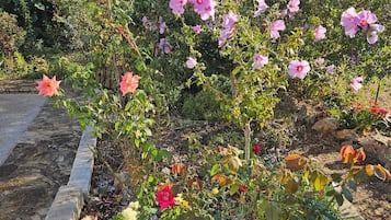 Área da propriedade