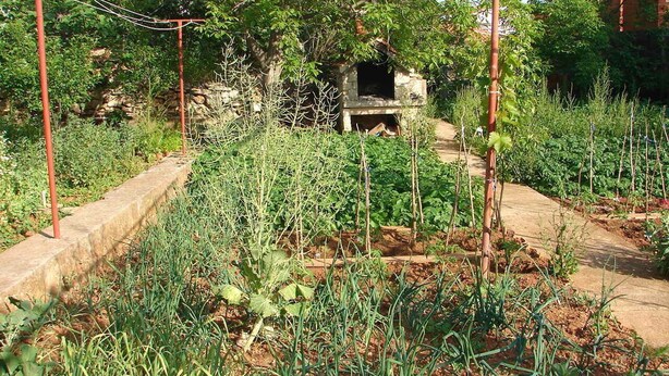 Um jardim com canteiros elevados e uma pequena estrutura, possivelmente um estufa, rodeado por árvores e plantas.