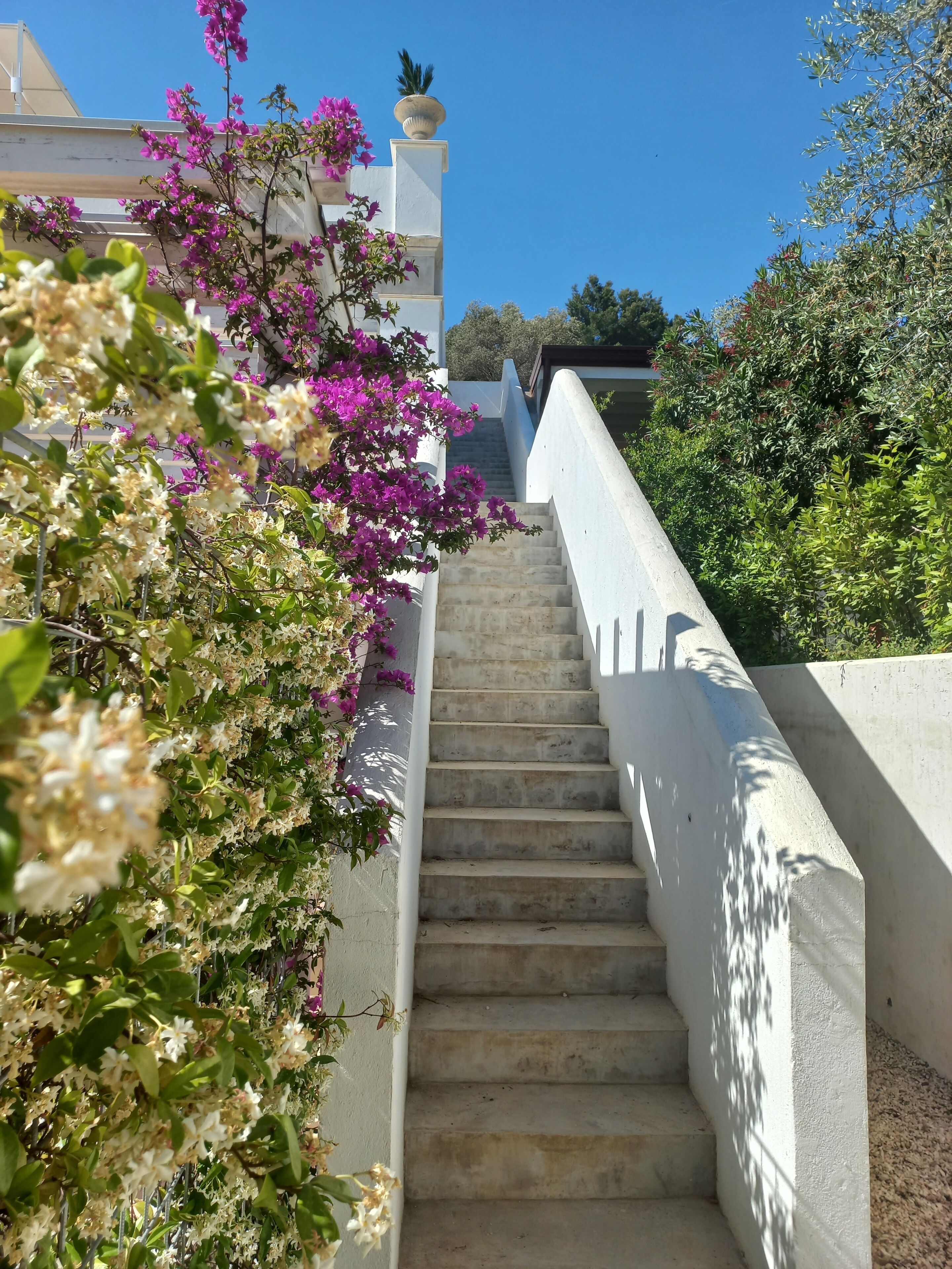 Escadaria de concreto com paredes brancas, cercada por plantas floridas e árvores.