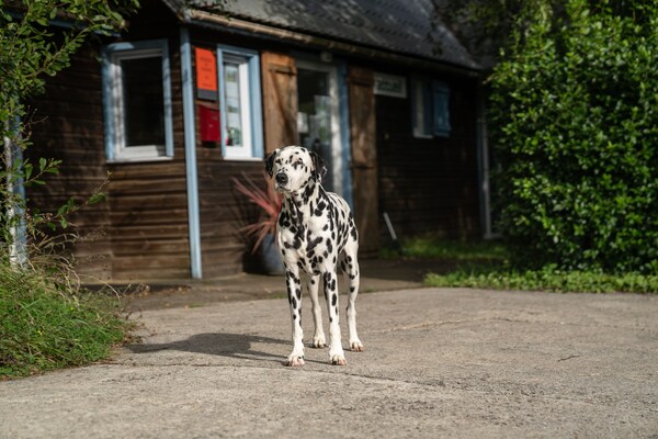Coqslitscaux - Normandie