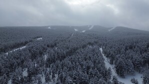 Uma floresta densa de árvores cobertas de neve, com um céu claro.