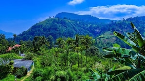 Paisagem verde exuberante com uma montanha ao fundo, algumas casas e bananeiras em primeiro plano.