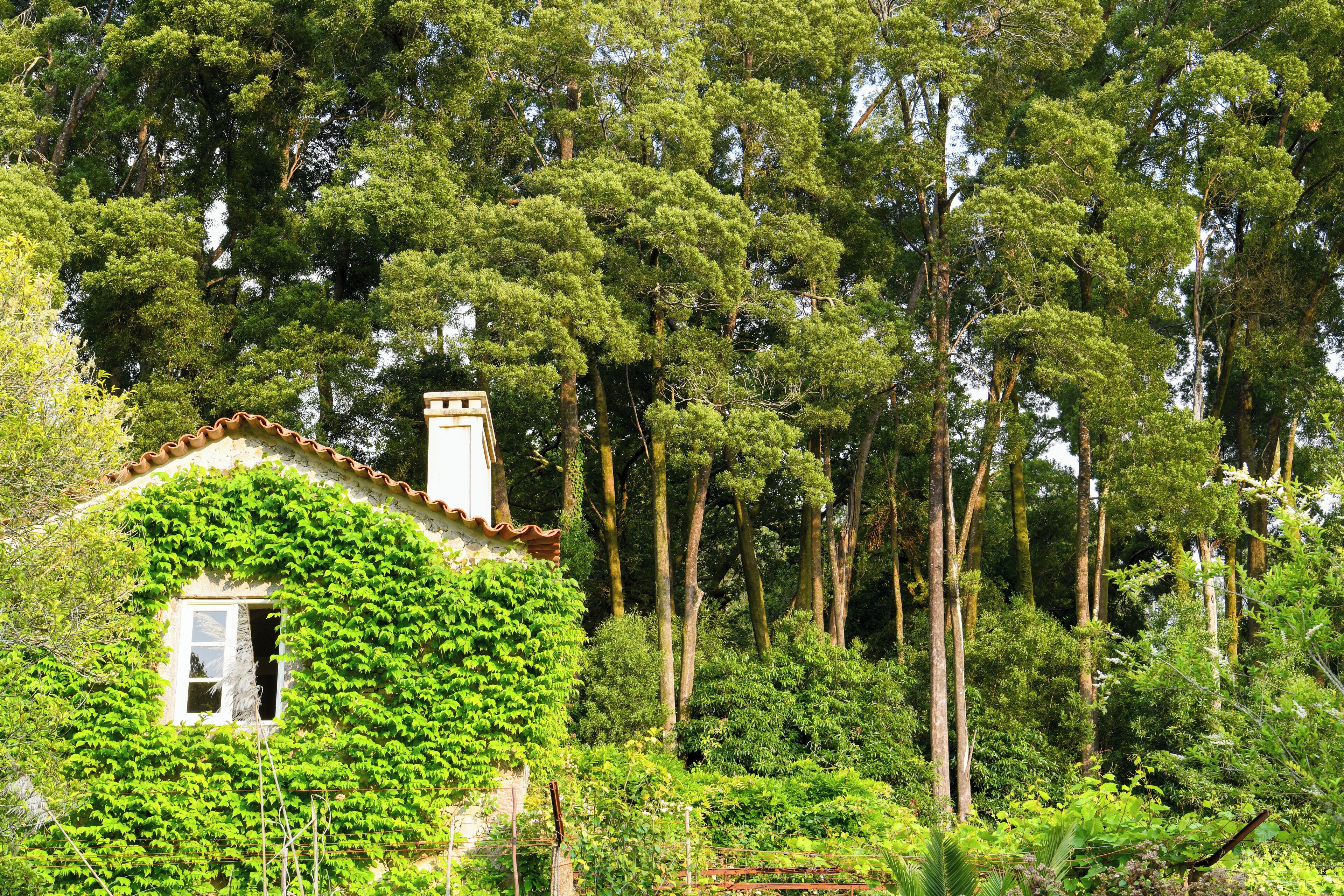 Suíte, no jardim | Vista para o jardim