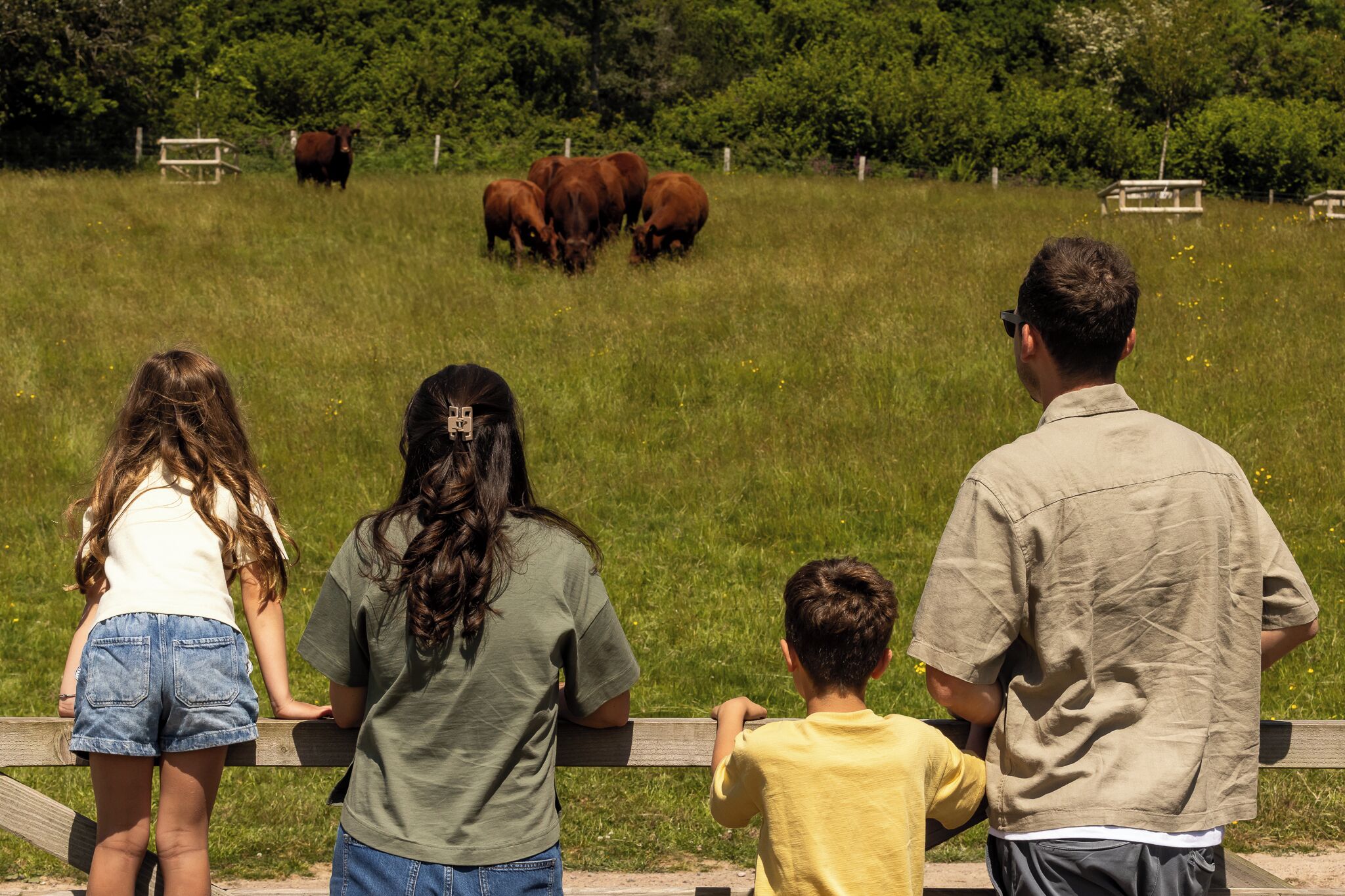 Um grupo de pessoas observando gado em um campo gramado.