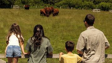 Um grupo de pessoas observando gado em um campo gramado.