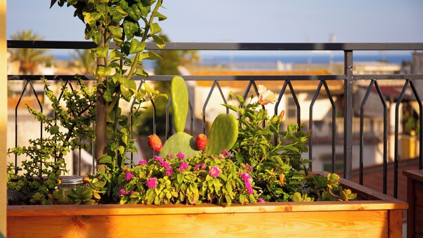 Caixa de madeira para plantas com diversas espécies, incluindo um cacto, em uma varanda com guarda-corpo de metal.