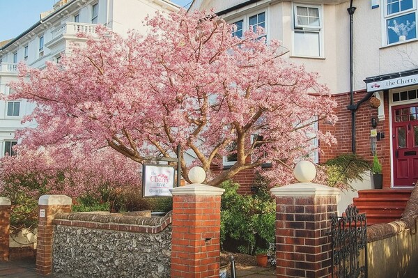 The Cherry Tree B&b Hotel - Eastbourne