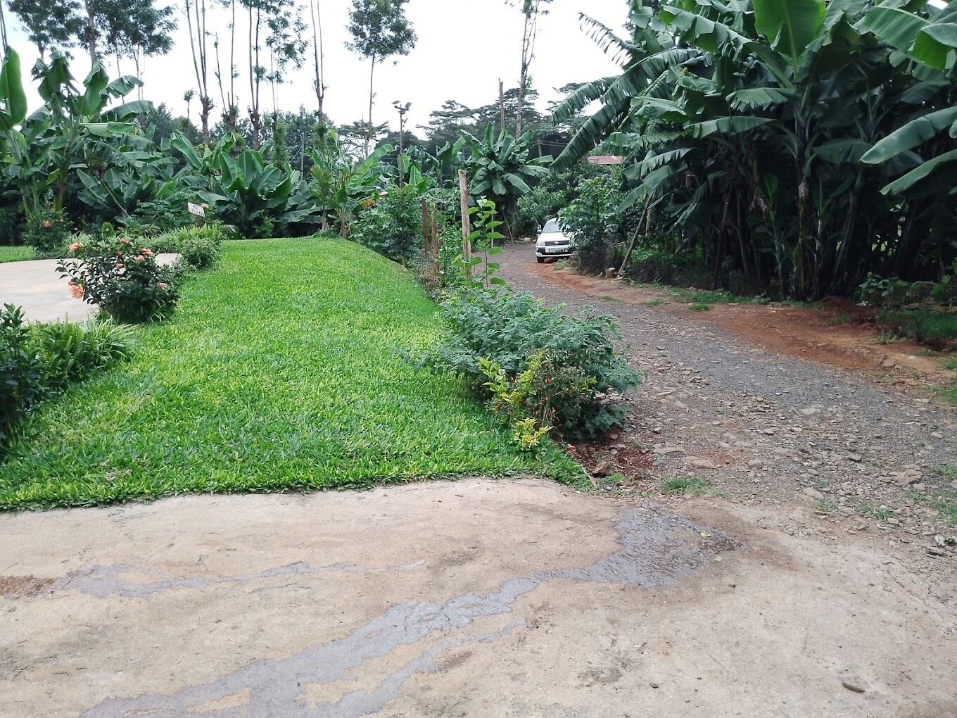 Uma entrada calçada que leva a uma casa rodeada por vegetação exuberante e bananeiras.