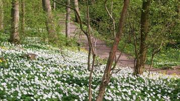 Casa, 3 quartos, fumadores, varanda | Terrenos do alojamento