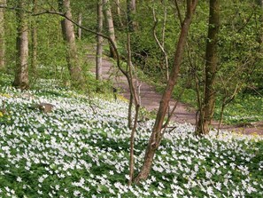 Casa, 3 quartos, fumadores, varanda | Terrenos do alojamento