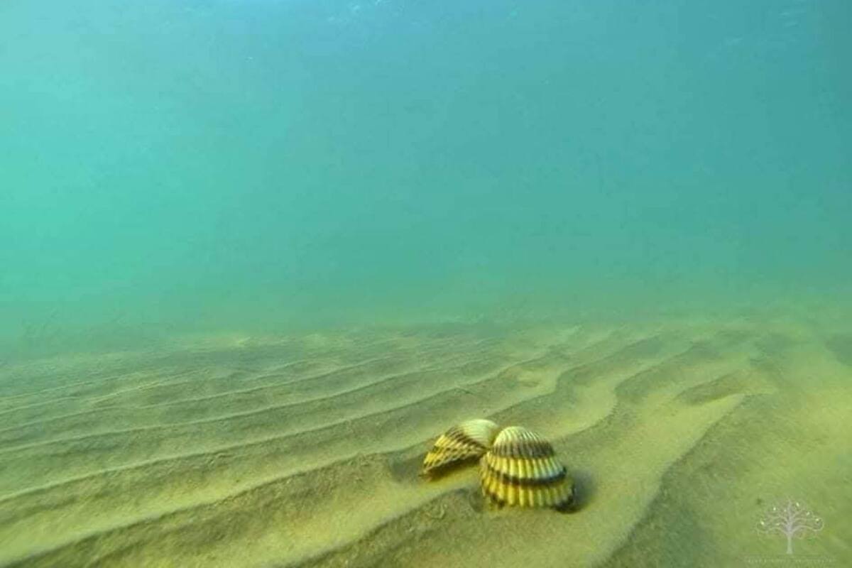 Cena subaquática com duas conchas cônicas no fundo arenoso do oceano.