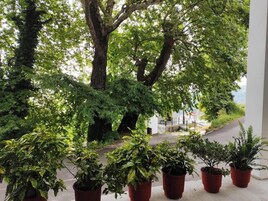 Uma fileira de vasos com plantas em frente a uma grande árvore.