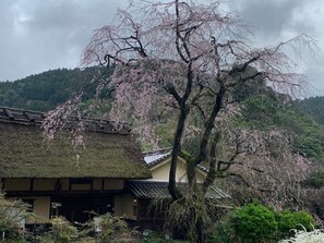 Um edifício tradicional japonês com telhado de palha e uma cerejeira em frente.