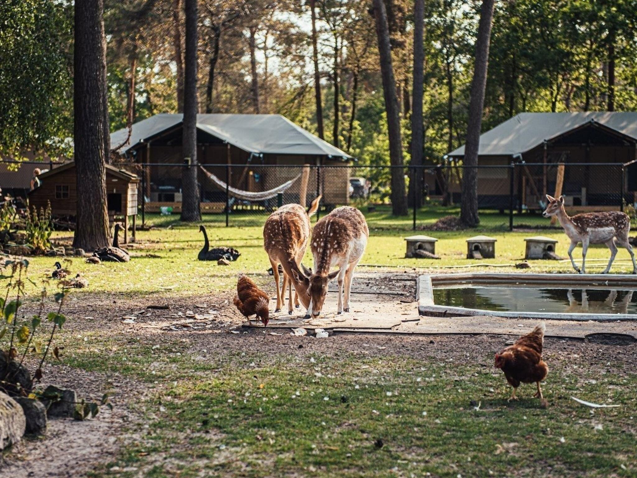 Chalet On Wooded Campsite With Many Facilities - Best