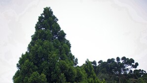 Uma árvore grande em frente a uma parede branca, com uma área gramada e um edifício ao fundo.