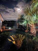 Um jardim com diversas plantas e uma casa ao fundo.