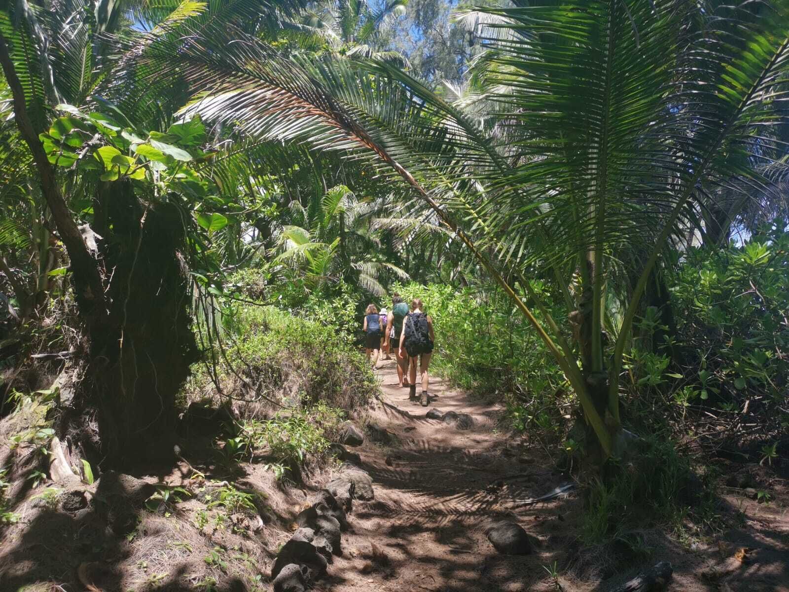 Uma trilha estreita e sem asfalto, cercada por vegetação tropical densa e palmeiras.